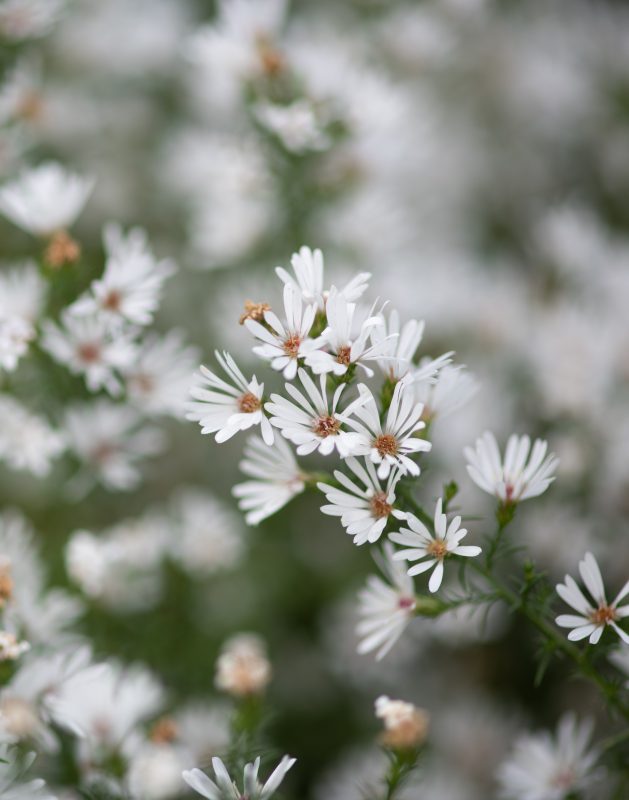 Frost Aster Seeds - The Seed Project